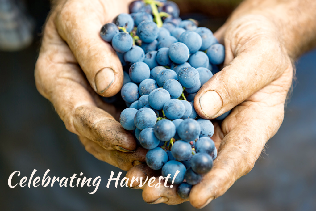 Harvest Party - Occasio Winery