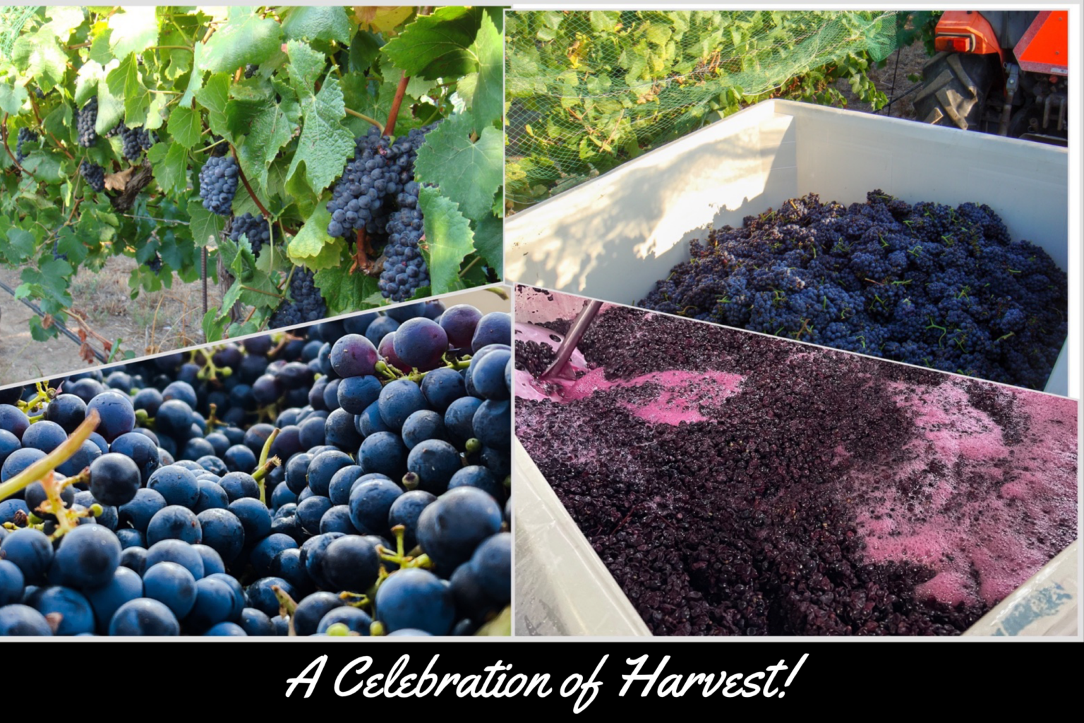 Harvest Celebration - Occasio Winery