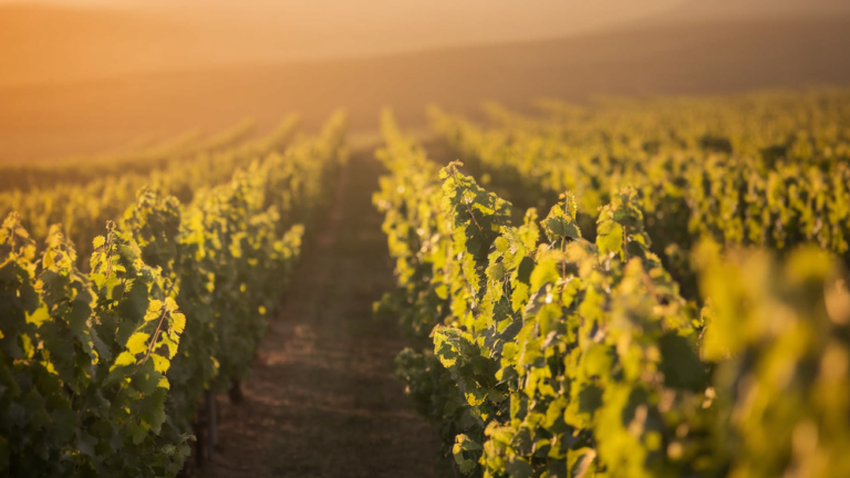 Livermore Valley Archives - Occasio Winery